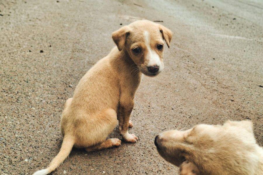 Após 20 Anos, Salvador Registra Caso De Raiva Animal | Taktá No AR